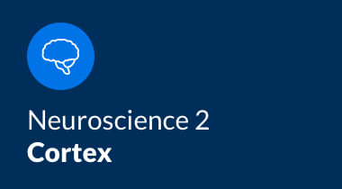 Neuroscience 2: Cortex
