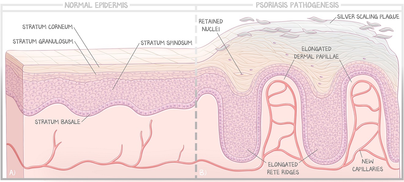Drawing Blood: A Series on Medical Illustrations | The Rotation